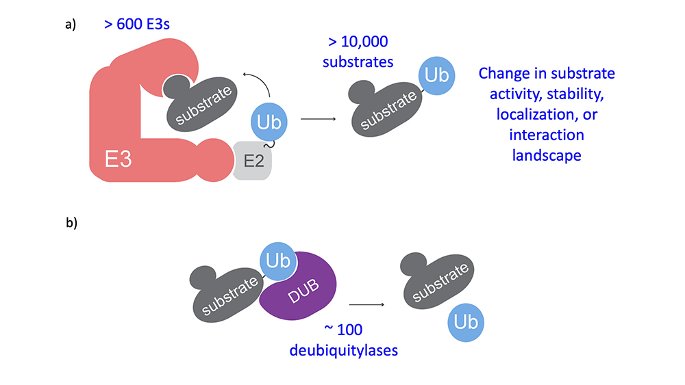 Stem Cell Biochemistry Unit: Research | National Institute of Dental ...